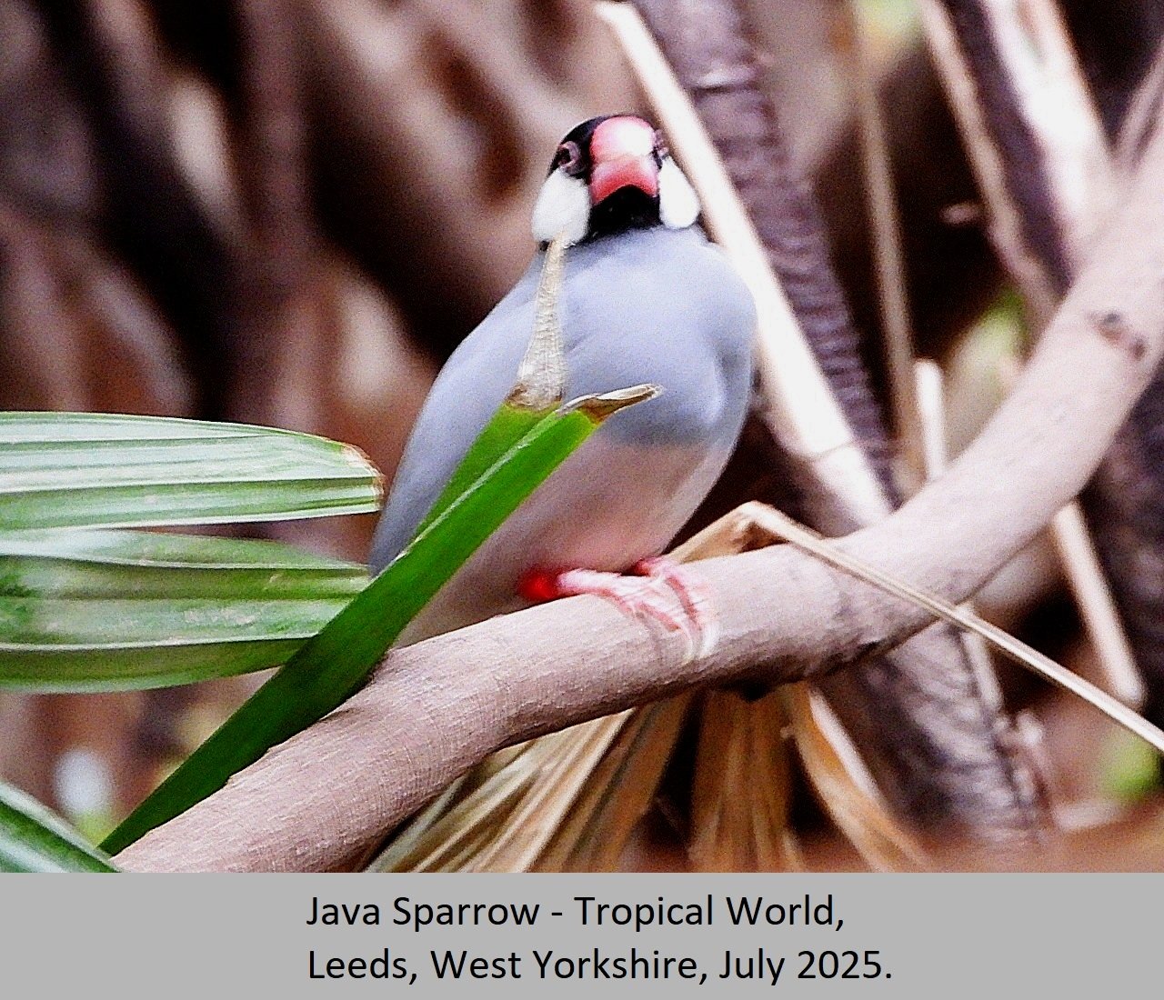 Java Sparrow